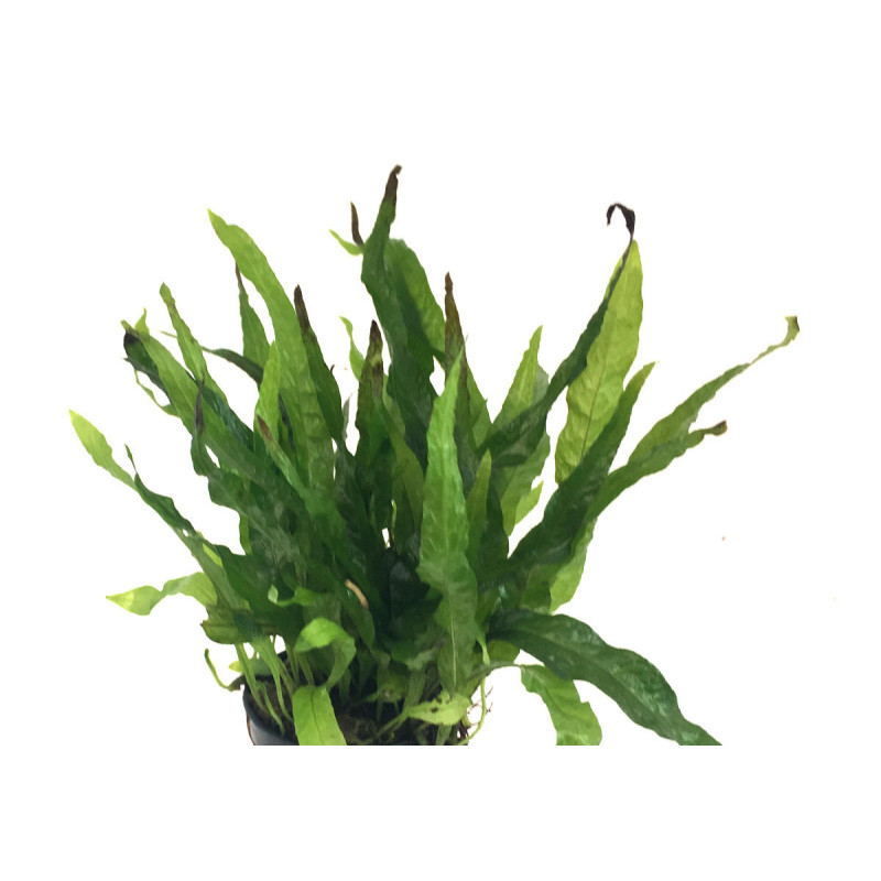 Helechos - Venta de plantas para acuarios al mejor precio