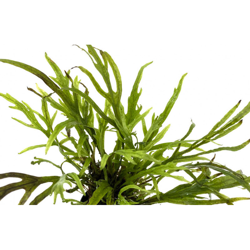 Helechos - Venta de plantas para acuarios al mejor precio